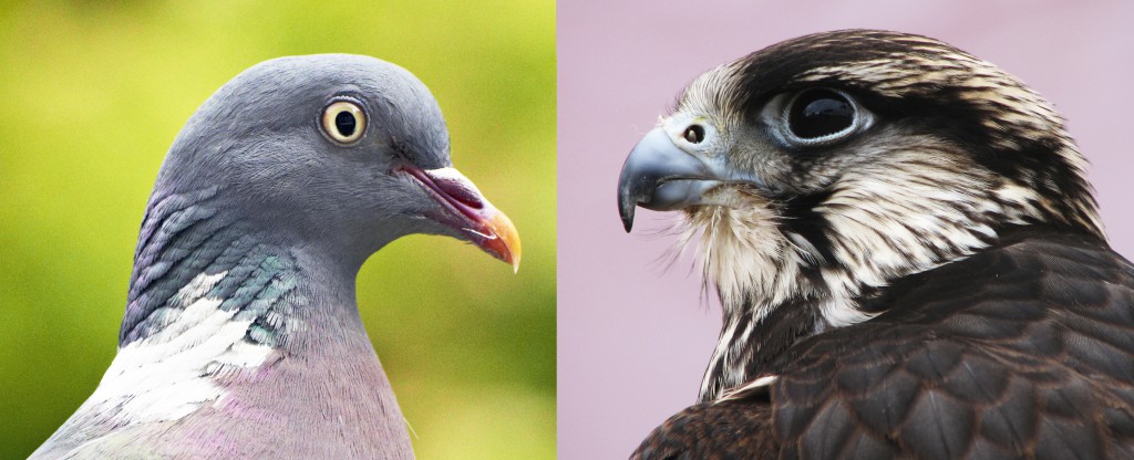 Hawks and Doves in the ECB | The Corner